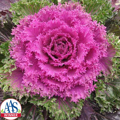 Ornamental Kale Glamour Red F1 Seed – Harris Seeds