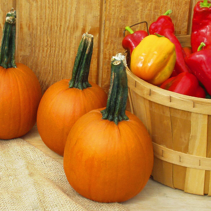 Pumpkin Cannon Ball F1 Seed – Harris Seeds