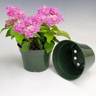 Azalea Pot 4" – Harris Seeds