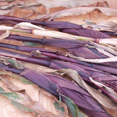 Ornamental Corn Red Stalker Seed – Harris Seeds