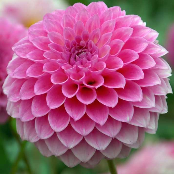 Hot Pink Dahlia Flowers Bright Coral Pink Dahlia Flower Bulbs At Best