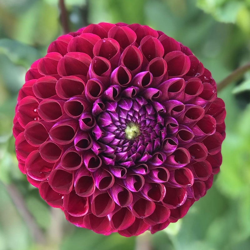 Dahlia Ivanetti Tubers Harris Seeds Dahlia Ivanetti Tubers Harris Seeds
