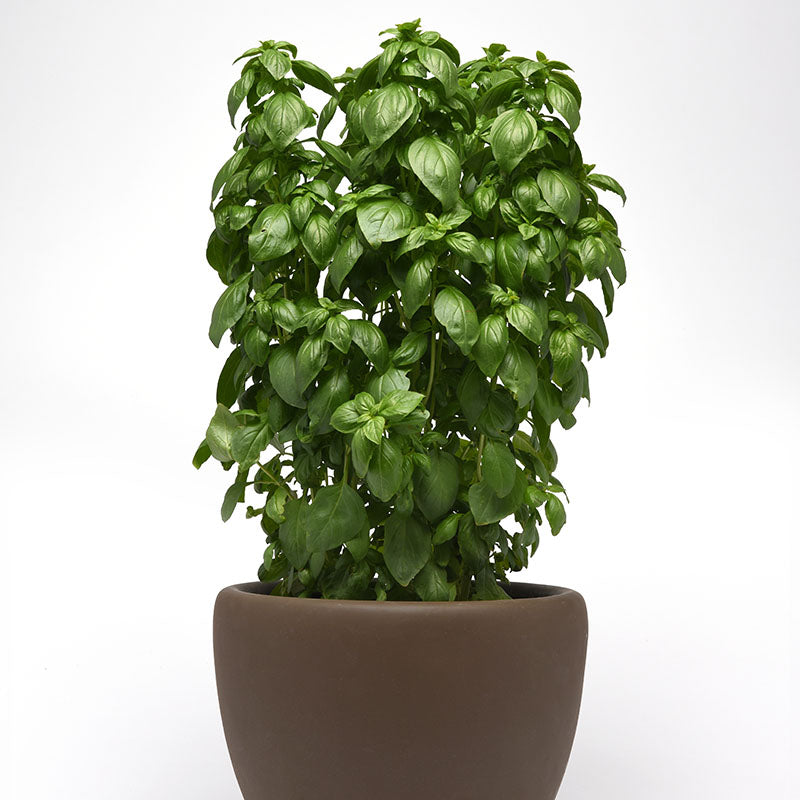 Basil Everleaf Emerald Towers Seed – Harris Seeds
