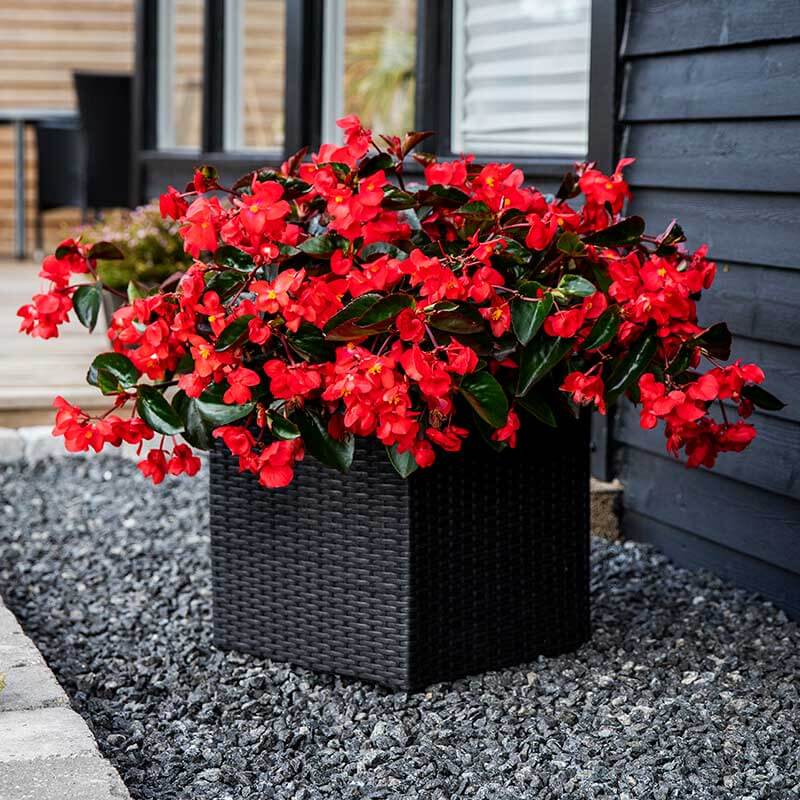 Begonia Viking Explorer Green Leaf Red F1 Seed – Harris Seeds