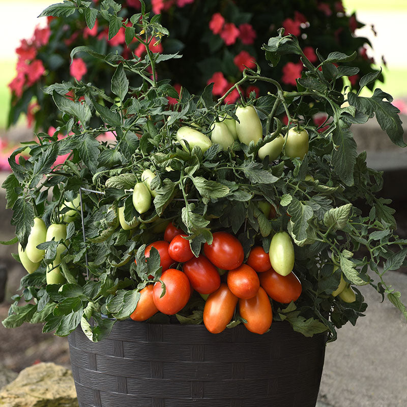 Tomato Bellatrix F1 Seed – Harris Seeds