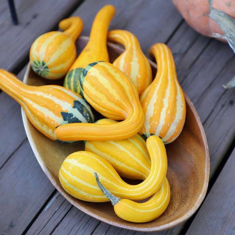 Gourd Spoon – Harris Seeds