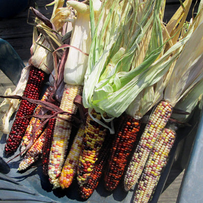 Ornamental Corn Underwood's Ornamental Seed – Harris Seeds