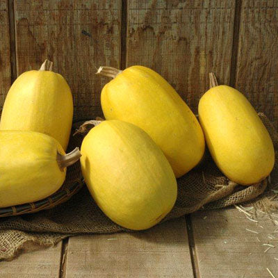 Squash Primavera F1 Seed – Harris Seeds