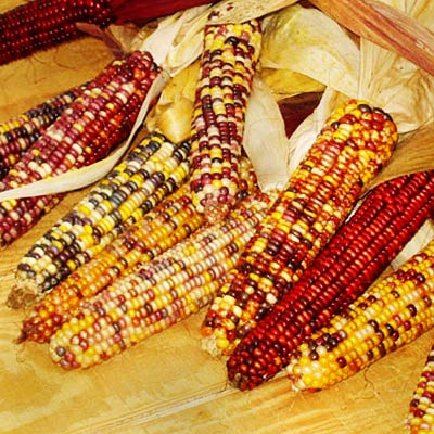 Ornamental Corn Underwood's Ornamental Seed – Harris Seeds