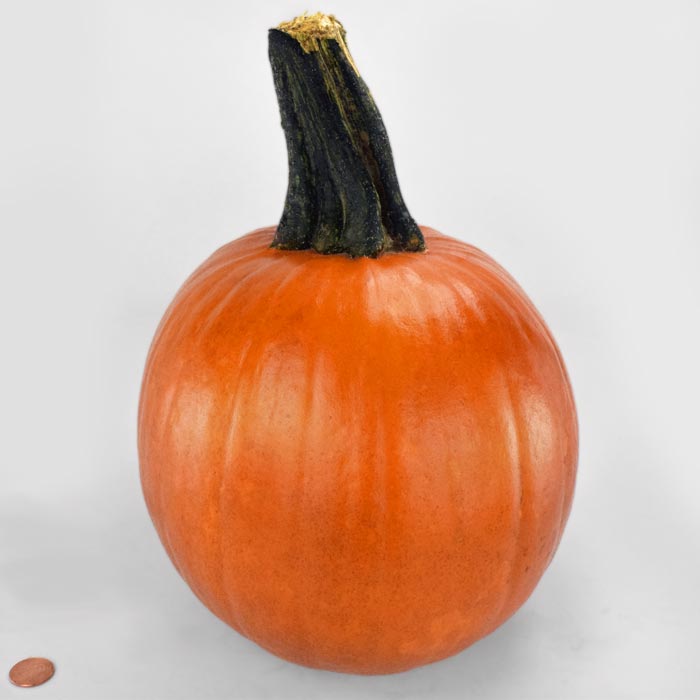 Pumpkin Cannon Ball F1 Seed – Harris Seeds