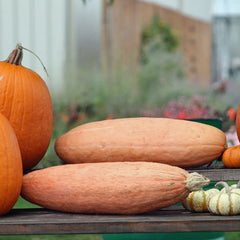 Squash Seeds - Grow Squash from Seed – Harris Seeds