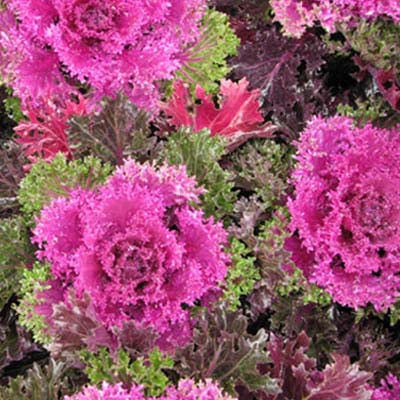 Ornamental Kale Glamour Red F1 Seed – Harris Seeds