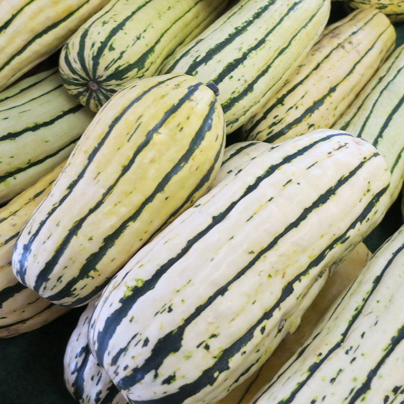 Squash Delicata Seed – Harris Seeds