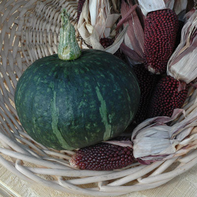 Squash Special Export F1 Seed – Harris Seeds