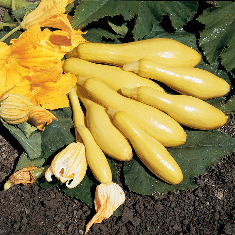 Squash Multipik F1 Seed – Harris Seeds