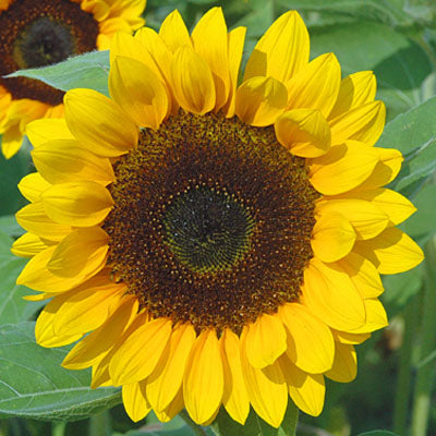 Sunflower Sunrich Summer Orange F1 Seed – Harris Seeds