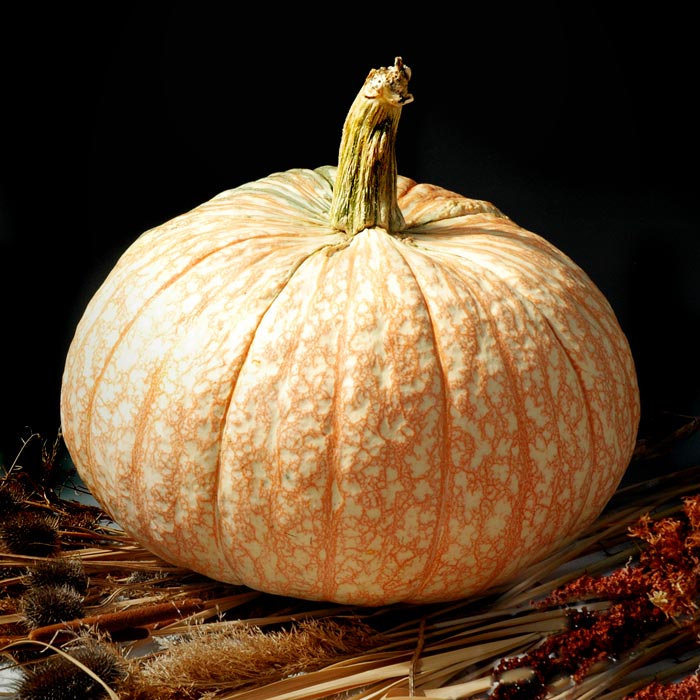 Pumpkin One Too Many Seed – Harris Seeds