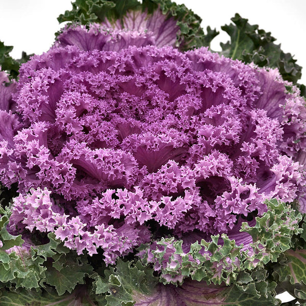 Ornamental Kale Nagoya Rose F1 Seed – Harris Seeds
