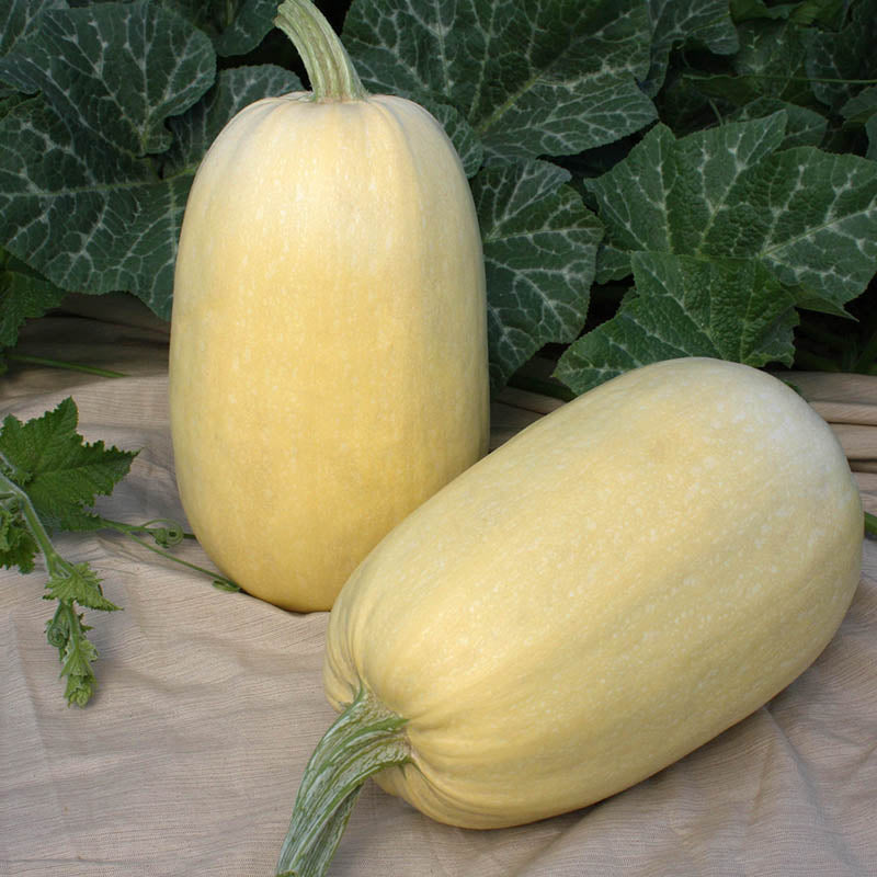 Squash Tivoli F1 Seed – Harris Seeds