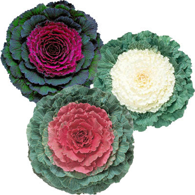 Ornamental Kale Flat Leaf Collection F1 Seed – Harris Seeds