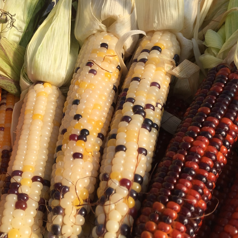 Ornamental Corn Firecracker Seed – Harris Seeds