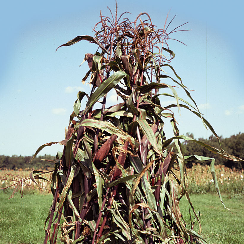 Ornamental Corn Red Stalker Seed – Harris Seeds